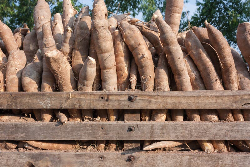 Fresh Cassava Roots stock photo. Image of tropical, hand - 32168870