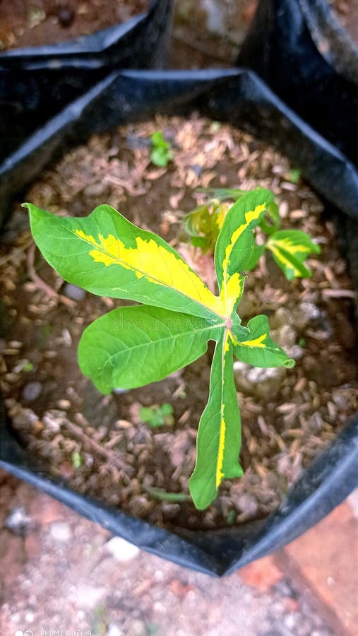 Cassava Yellow Variegated stock photo. Image of varie - 233760058