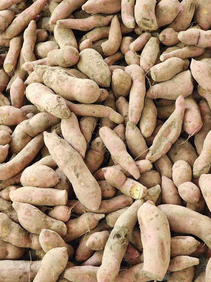 Cassavas stock photo. Image of fruit, small, cassavas - 262478278