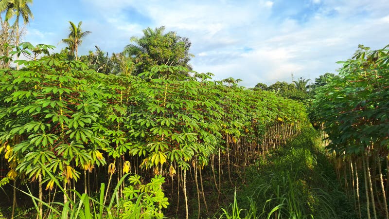Cassave Field in the Morning Sun an Ready To Harvest Stock Image ...