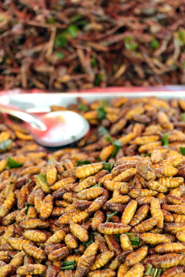 Casse-croûte Frit De Larves D'insecte Image stock - Image du thaïlande ...