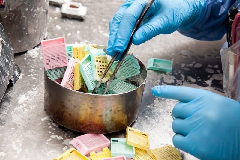 Scientist Embedding Tissues in Paraffin Blocks for Sectioning ... Scientist Embedding Tissues in Paraffin Blocks for Sectioning ...