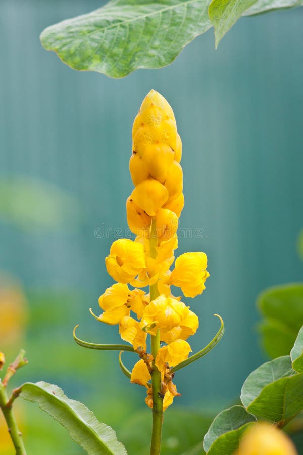 Cassia alata stock photo. Image of arrangement, light - 29084338