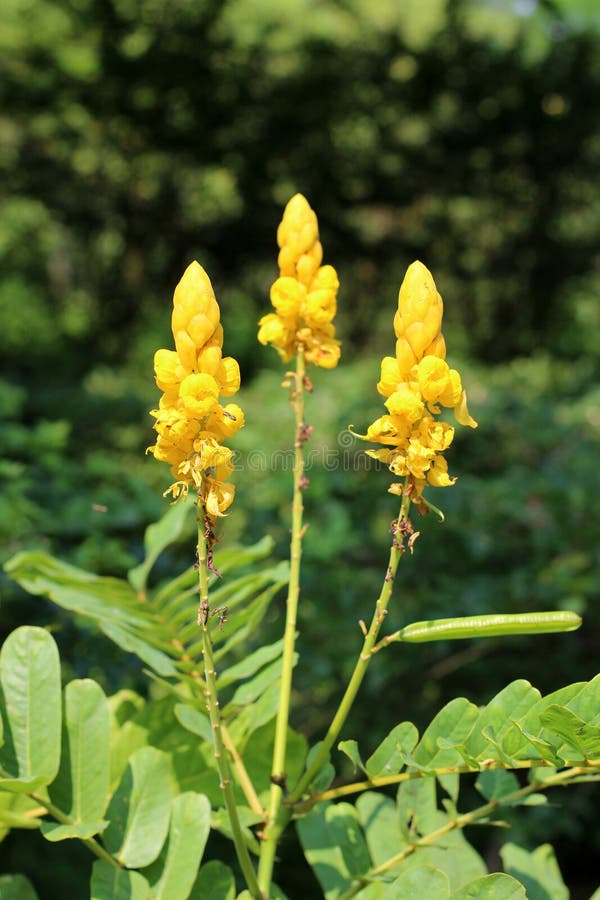 Cassia alata stock photo. Image of arboret, expelling - 44268078
