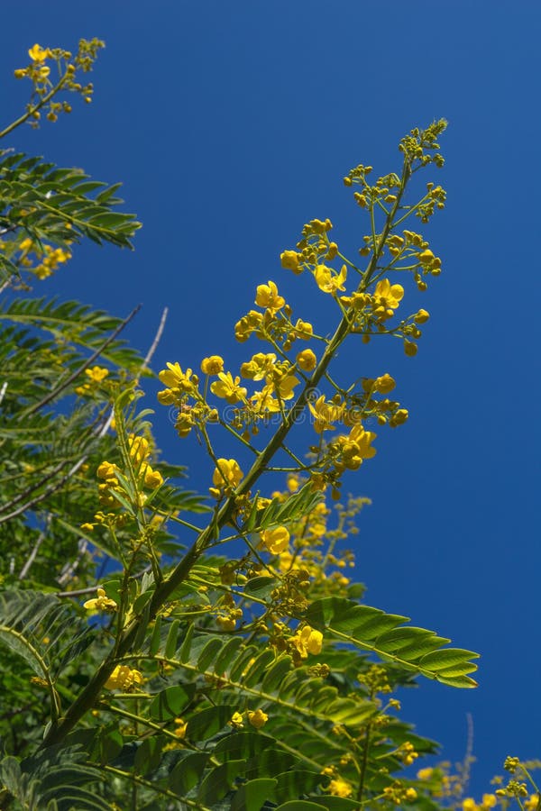 Cassia Didymobotrya, Popcorn Cassia Stock Image - Image of plant, flora ...