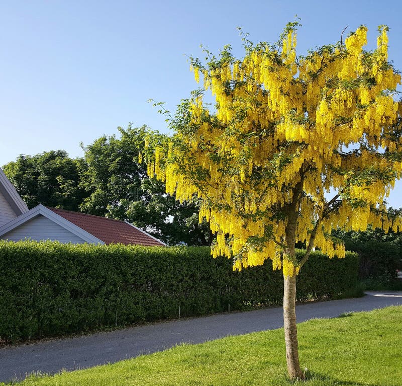 Cassia fistula stock image. Image of autumn, yellow, leaf - 88515563