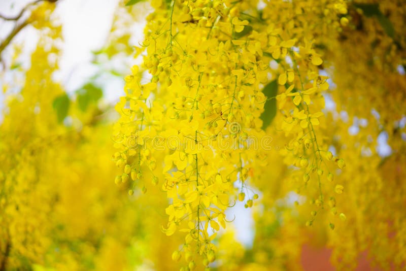Cassia Fistula Flower Golden Shower Tree Beautiful Yellow Flow Stock
