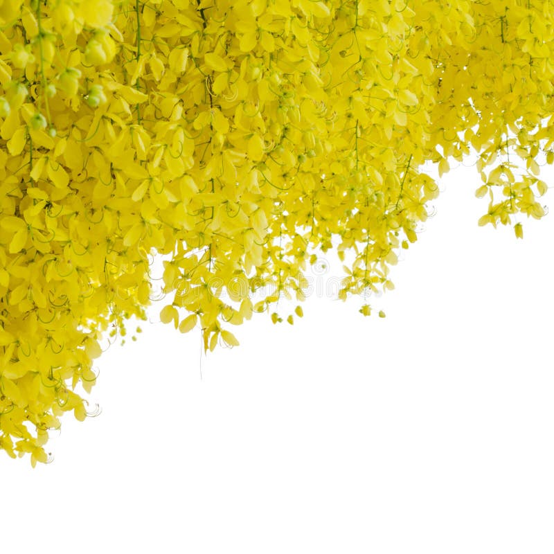 Vishu Konna / Cassia Fistula Stock Image - Image of nature, november ...
