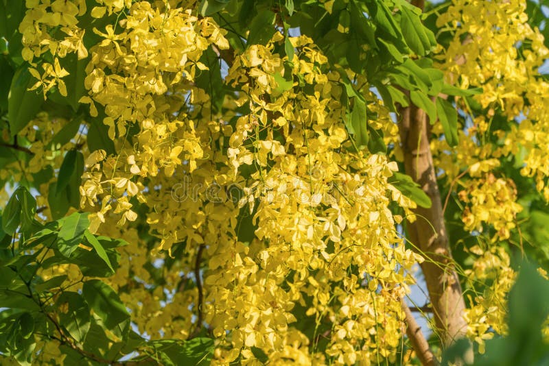 Cassia Fistula Yellow Flower Golden Shower Tree With Branch Stock
