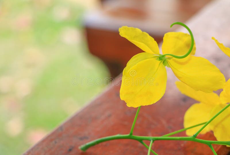 Cassia Fistula Yellow Flower Golden Shower Tree With Branch On Wooden