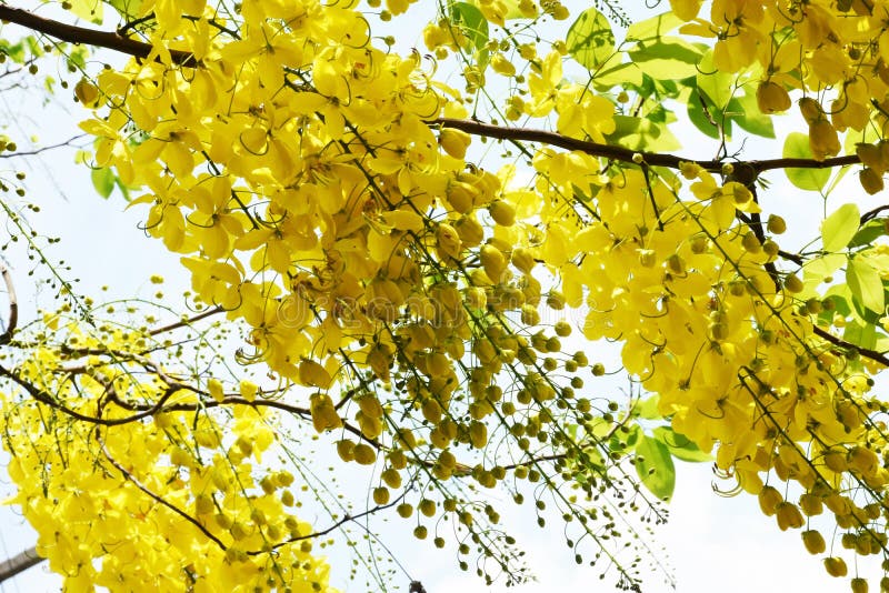 Cassia Fistula Yellow Flowers on the Tree Stock Photo - Image of floral ...