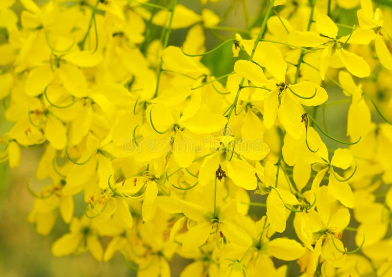Cassia Flower stock photo. Image of natural, background - 30978152