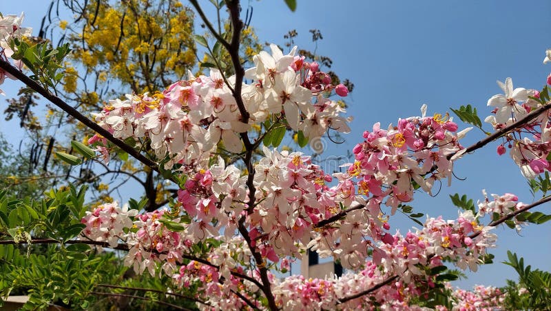 Cassia Javanica, Commonly Known As Java Cassia, Pink Shower, Apple ...
