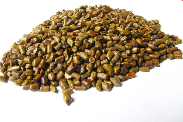 Cassia seeds stock image. Image of herbal, jueminzi, medicine - 23115341