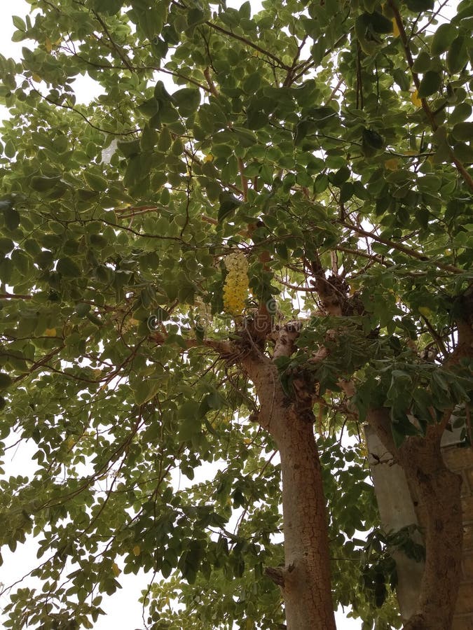 A Cassia tree stock photo. Image of tree, fistula, yellow - 123882732