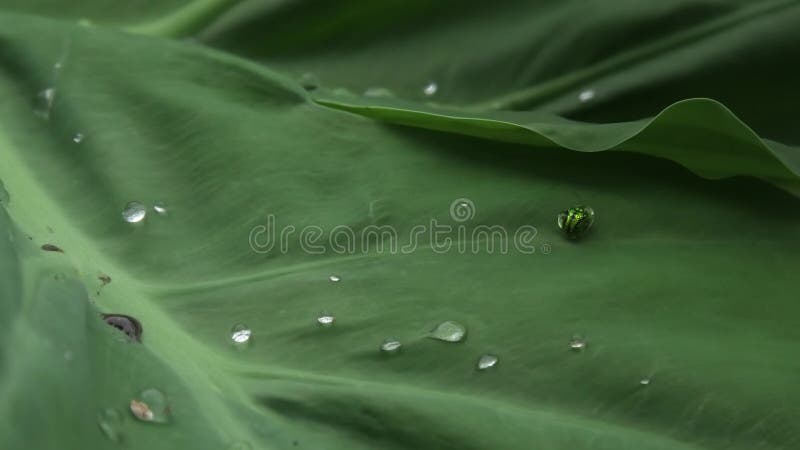 A Cassidinae (tortoise Beetle) on a Large Leaf Stock Footage - Video of ...
