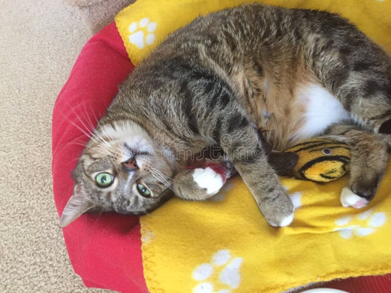 Cassidy Cat stock foto. Image of gezondheid, type, teddy - 84992086