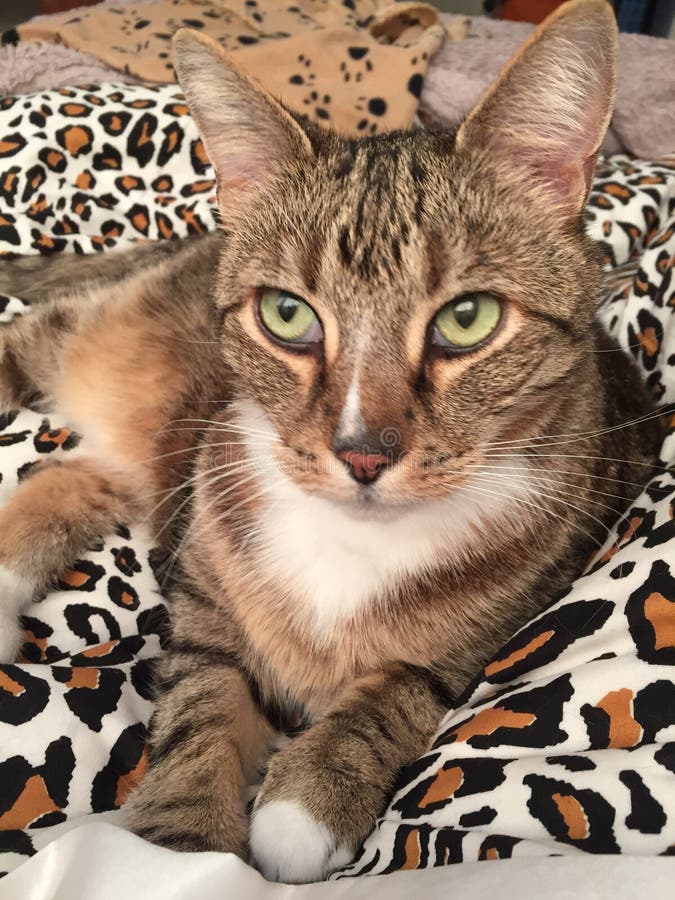 Stunning Male Tabby Cat with Green Eyes Stock Photo - Image of tiger ...