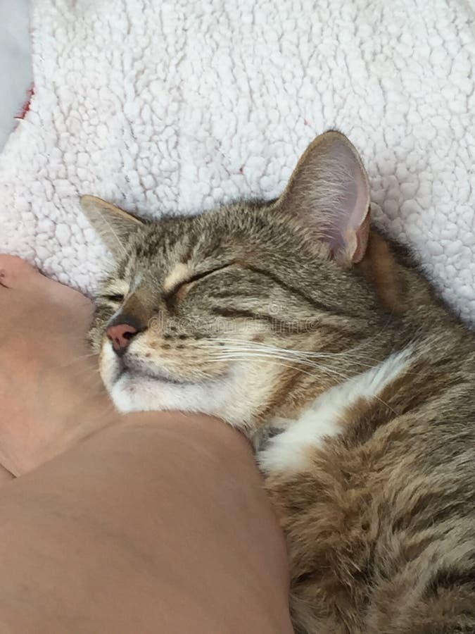 Male Tabby Cat resting stock image. Image of relaxing - 85329801