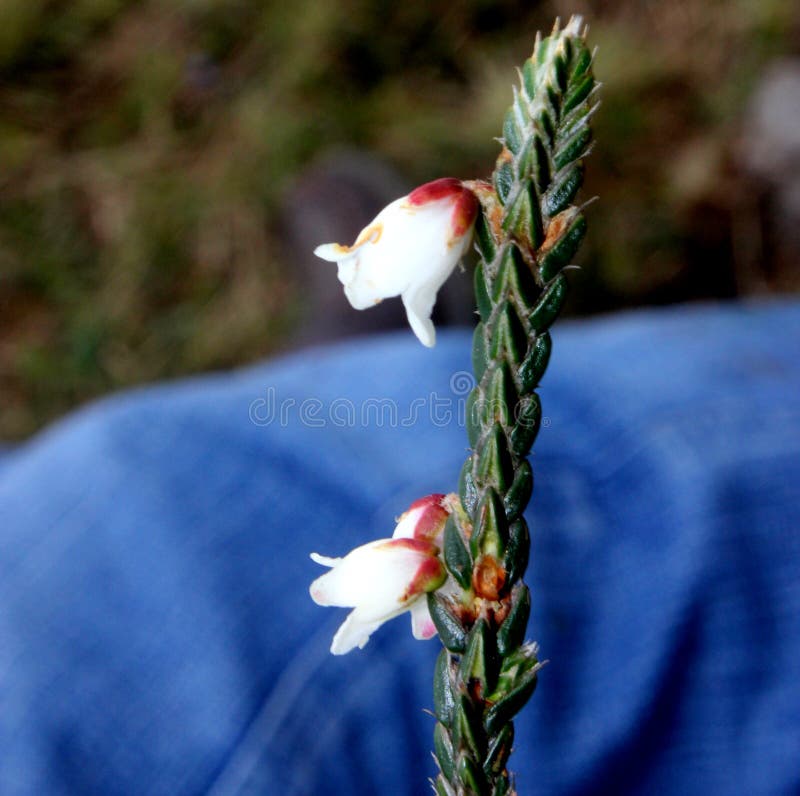Cassiope Fastigiata, Himalayan Heather, Dwarf Evergreen Shrub Stock ...