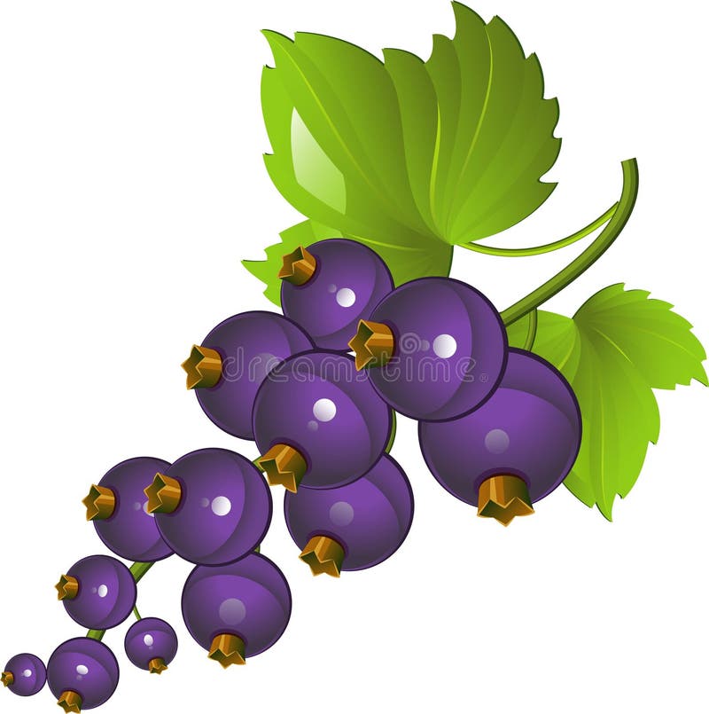 Cassis Stock Illustrations, Vecteurs, & Clipart – (4,462 Stock ...