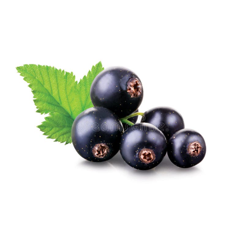 Cassis. image stock. Image du fruits, lame, baie, vitamine - 10550829