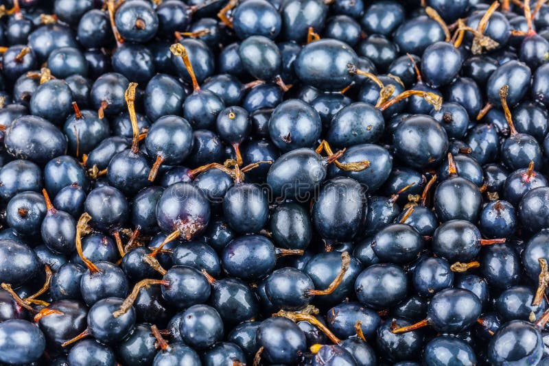 Isolat De Fruit De Fruits Frais De Baies De Groseilles De Cassis Rouge ...