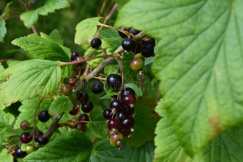 Cassis image stock. Image du baie, cassis, antioxydants - 57104813