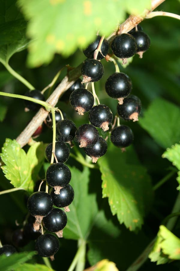 Fruits de cassis photo stock. Image du arbuste, buisson - 76478068