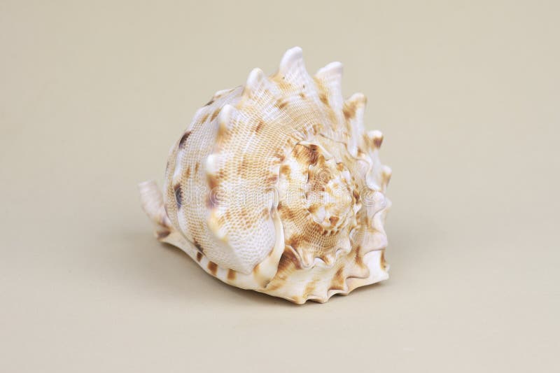Cassis Cornuta Sea Shell on Beige Background Stock Photo - Image of ...