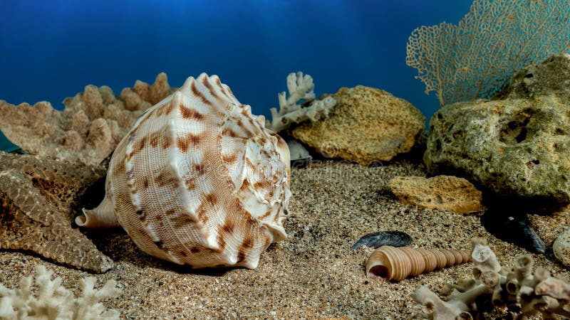 Cassis Cornuta Shell on the Sand Underwater Stock Image - Image of ...