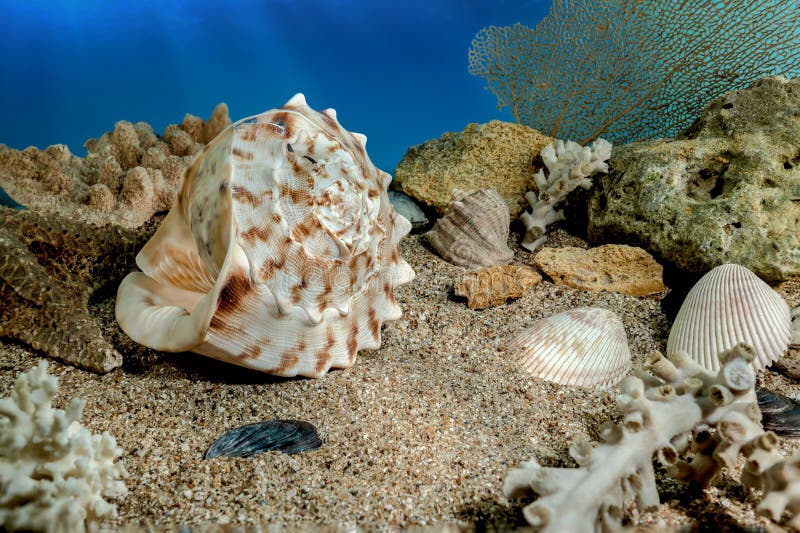 Cassis Cornuta Shell on the Sand Underwater Stock Image - Image of ...