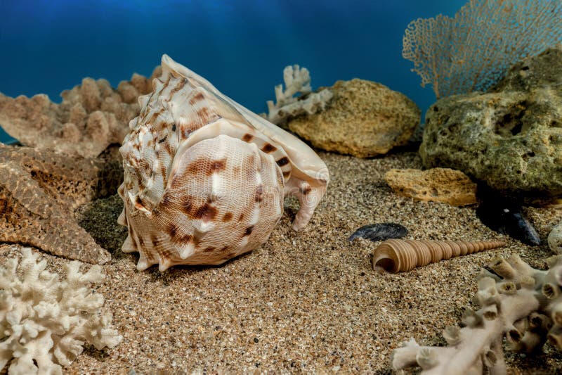 Cassis Cornuta Shell on the Sand Underwater Stock Photo - Image of ...