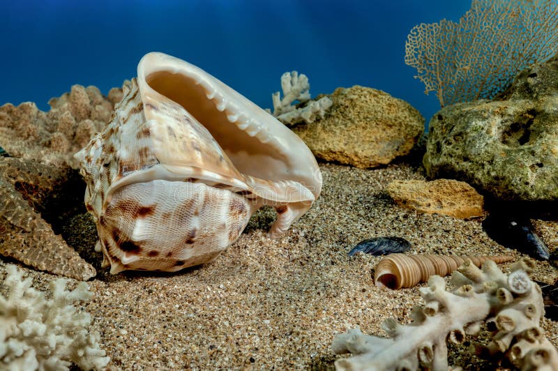 Cassis Cornuta Shell on the Sand Underwater Stock Image - Image of ...