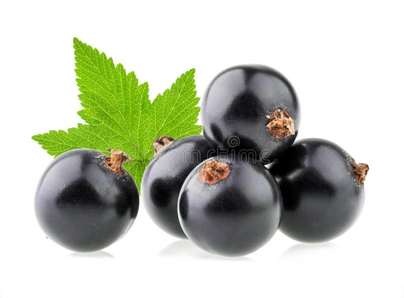 Cassis Et Groseille Rouge D'isolement Sur Le Fond Blanc Image stock ...