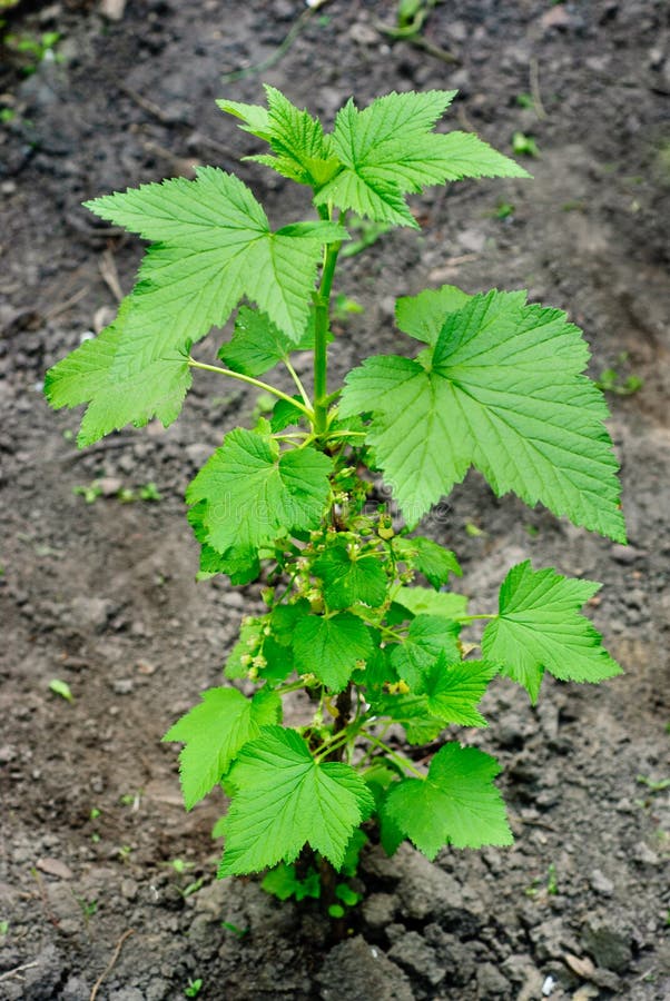 Cassis de floraison image stock. Image du centrale, corinthe - 41463505
