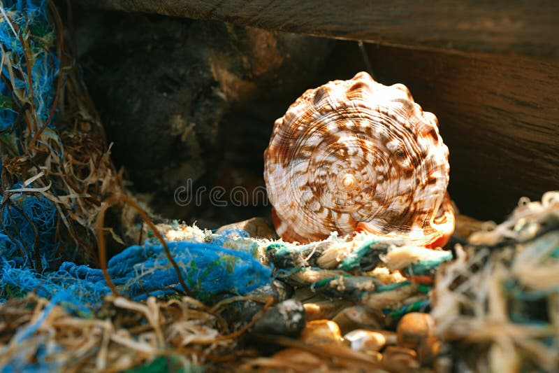 Cassis Rufa Seashell in Tidepool Stock Image - Image of cassinae ...