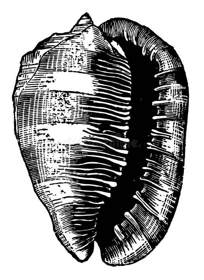 Rula Stock Illustrations – 1 Rula Stock Illustrations, Vectors ...