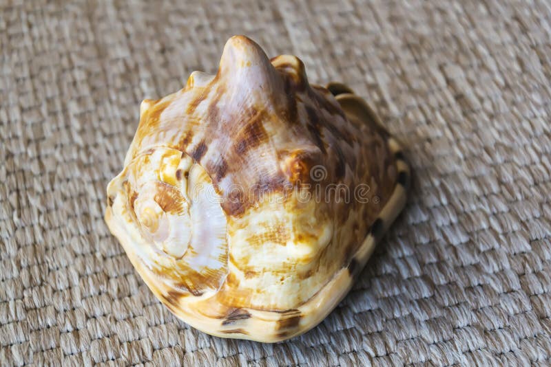 Cassis tuberosa stock image. Image of beach, king, empty - 61064081