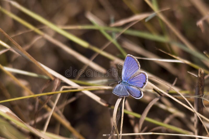 Cassius Blue Butterfly, Florida Stock Image - Image of flutterbies ...