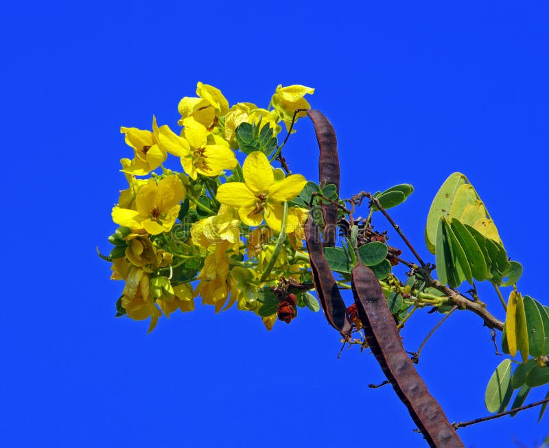 Cassod Tree, Thai Copper Pod Stock Image - Image of thai, white: 30063745