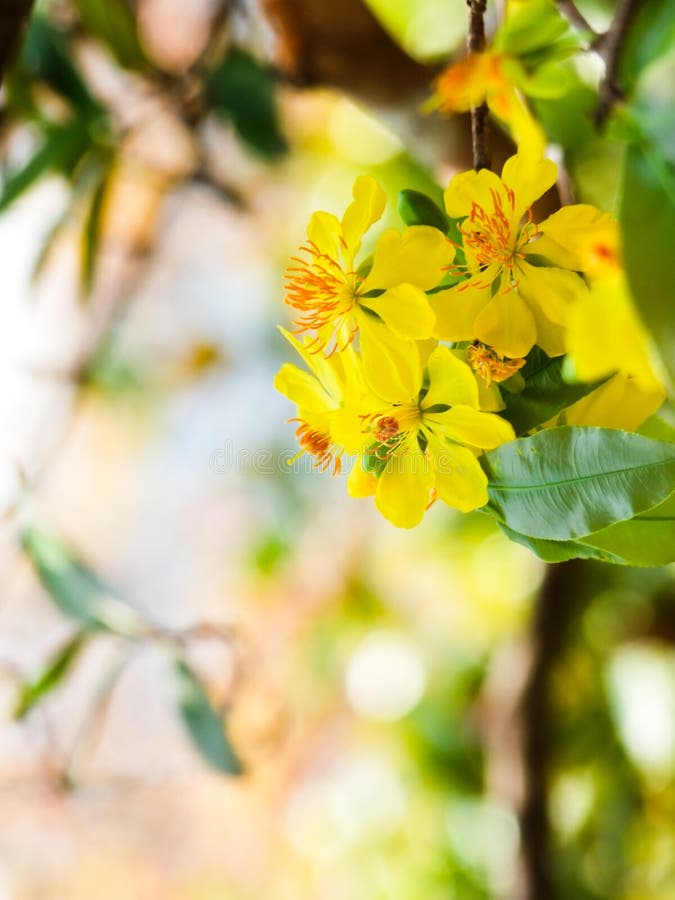 Cassod Tree, Cassia Siamea or Siamese Senna Stock Photo - Image of herb ...