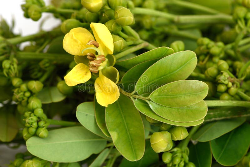 Cassod Tree, Thai Copper Pod (Senna Siamea (Lam.) Irwin & Barneby ...