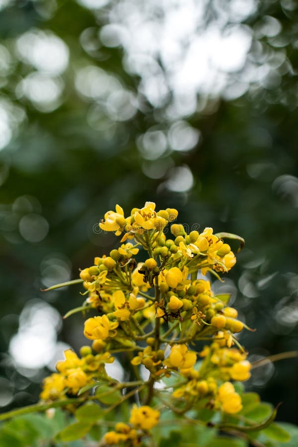 Cassod Flower on Tree, Thai Copper Pod Flower Bunch Stock Image - Image ...