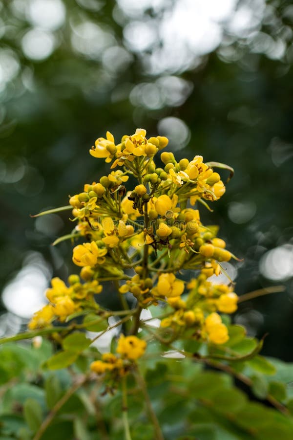 Cassod Flower on Tree, Thai Copper Pod Flower Bunch Stock Image - Image ...