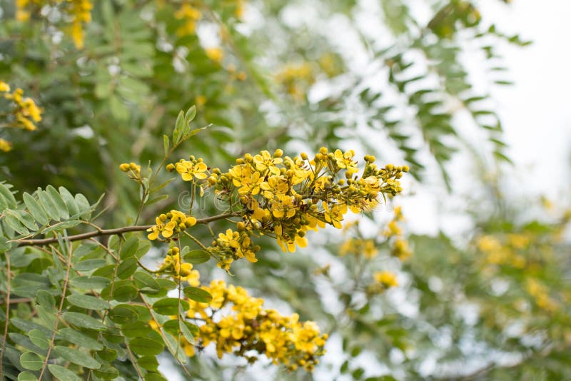 Cassod Tree, Thai Copper Pod. Stock Photo - Image of aloeemodin ...