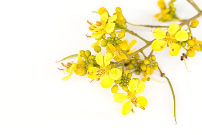 Cassod Tree, Thai Copper Pod Senna Siamea Lam. on White Background ...
