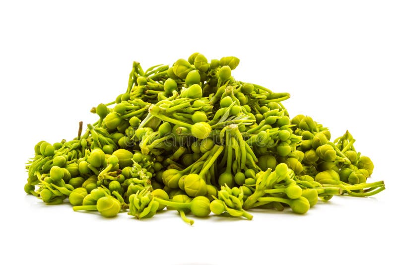 Cassod Tree, Thai Copper Pod or the Scientific Name Senna Siamea ...