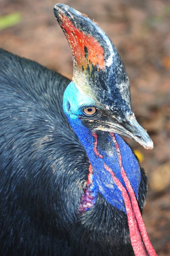 Cassowaries bird stock image. Image of curious, australian - 22617449