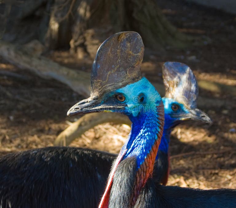 Cassowary stock image. Image of helmet, casuarius, bird - 10104663
